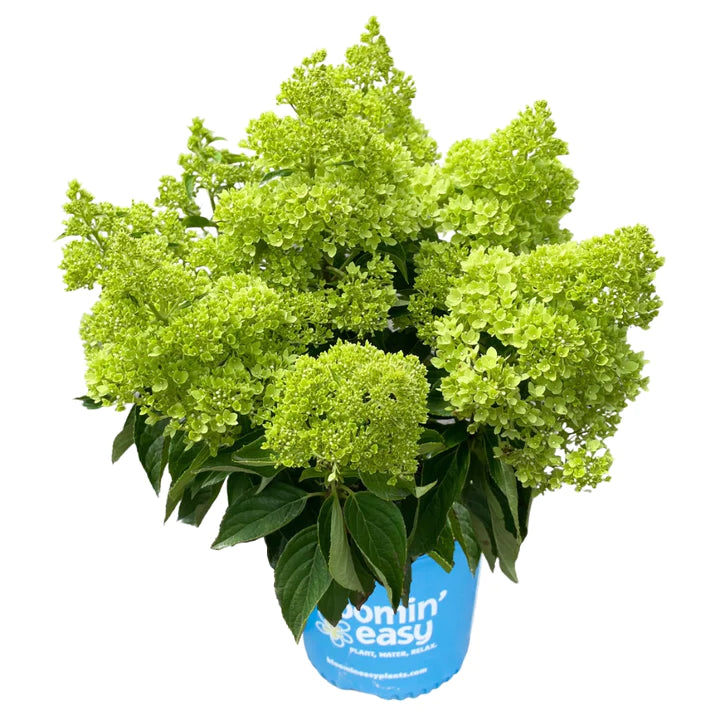 Preorder Hydrangea paniculata 'Dragon Baby' | Amsterdam Garden Centre