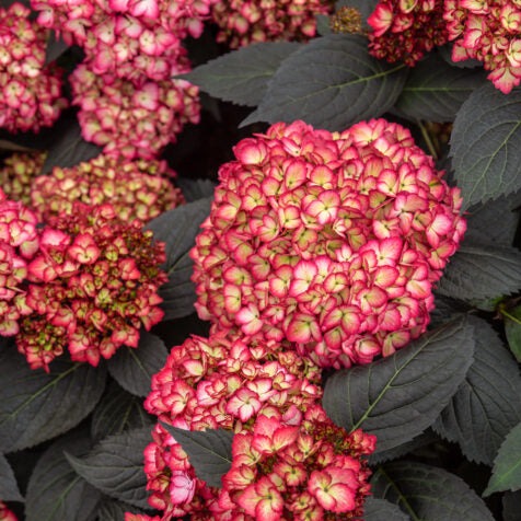 Preorder Hydrangea macrophylla ‘Eclipse’ | Amsterdam Garden Centre