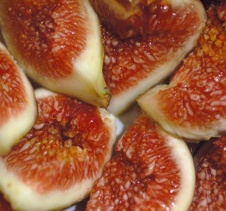 Preorder Fig - Ficus carica ‘Stella’ | Amsterdam Garden Centre