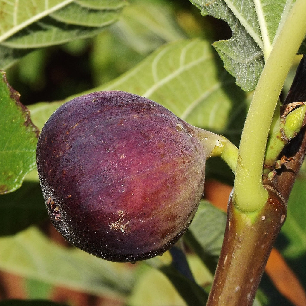 Preorder Fig - Ficus carica ‘Domienco Tauro’ | Amsterdam Garden Centre