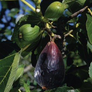 Preorder Fig - Ficus carica ‘Black Spanish’ | Amsterdam Garden Centre