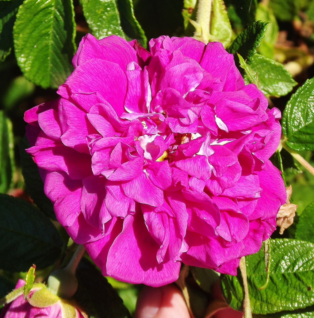 Preorder Rose ‘Hansa’ | Amsterdam Garden Centre