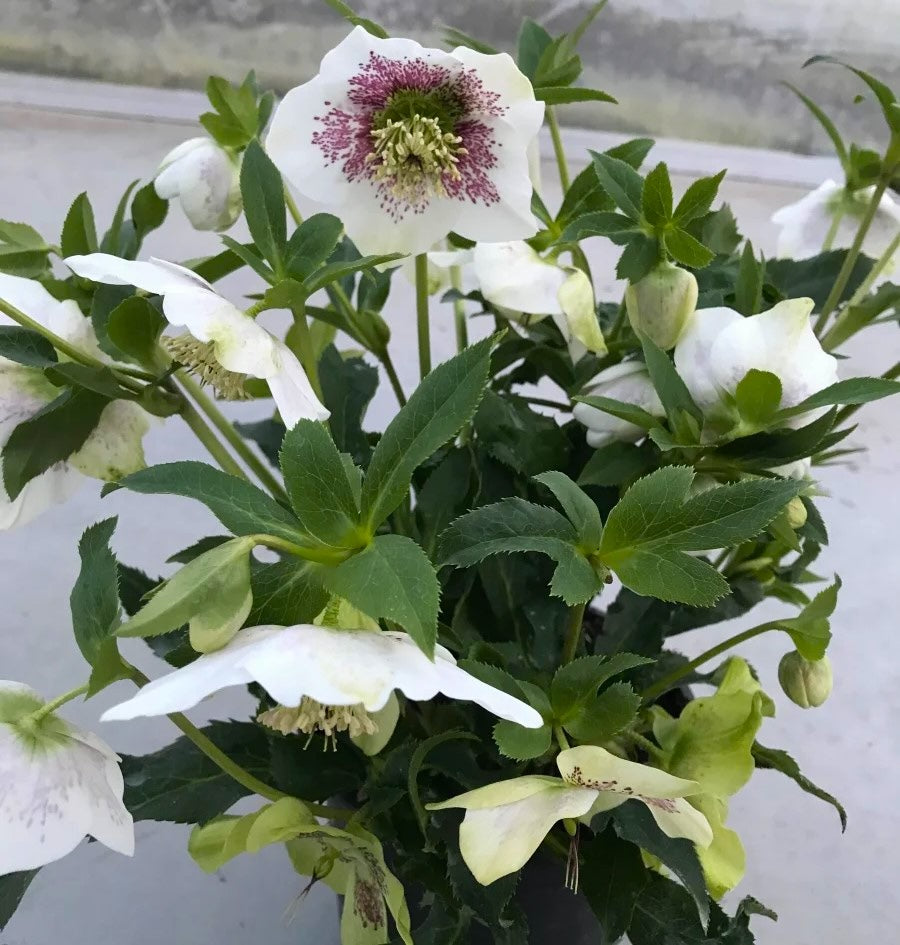 Preorder Hellebore 'Frozen Kristof' | Amsterdam Garden Centre