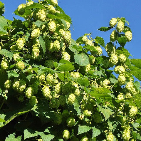 Preorder Hops - Humulus lupulus ‘Cascade’ | Amsterdam Garden Centre