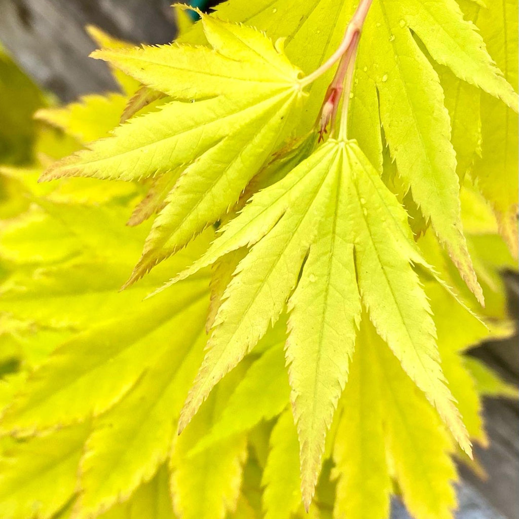 Preorder Acer shirasawanum ‘Jordan' | Amsterdam Garden Centre