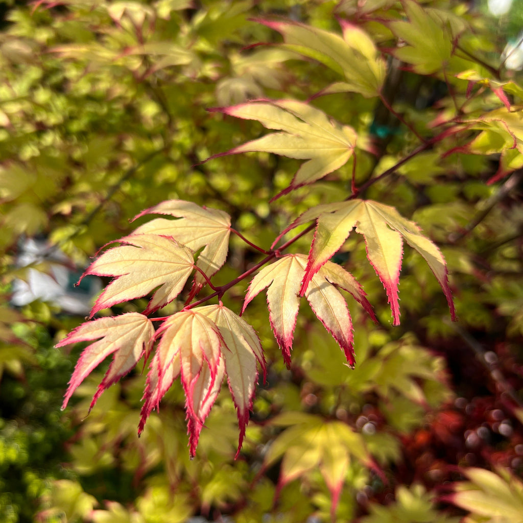 Preorder Acer palmatum 'Tsuma-Gaki' | Amsterdam Garden Centre