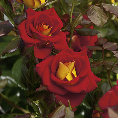 Preorder Rose 'Ketchup & Mustard' | Amsterdam Garden Centre