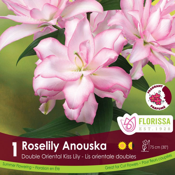 Preorder Lily ‘Anouska’ Bulbs | Amsterdam Garden Centre