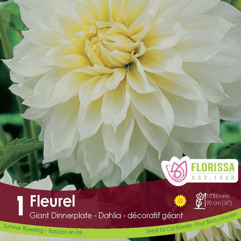 Preorder Dahlia ‘Fleurel’ | Amsterdam Garden Centre