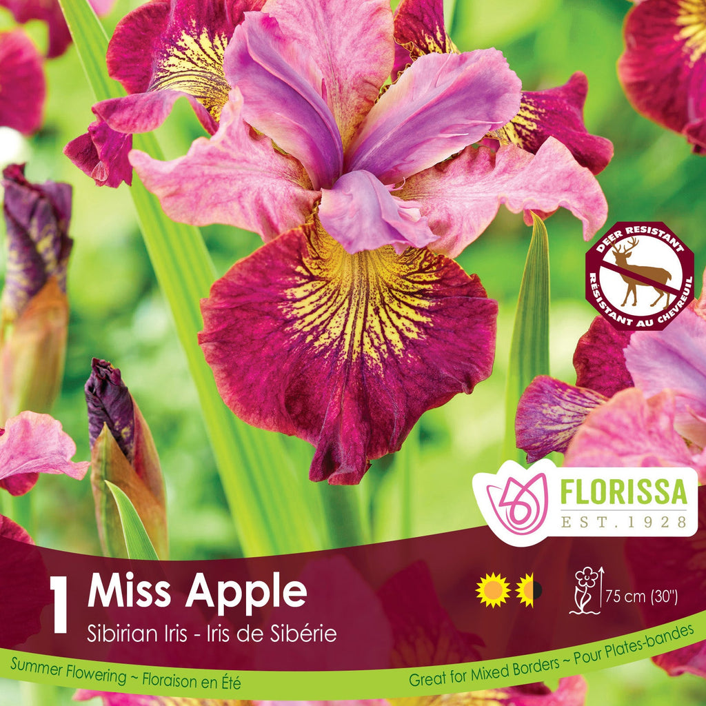 Preorder Iris sibirica ‘Miss Apple’ Bulbs | Amsterdam Garden Centre