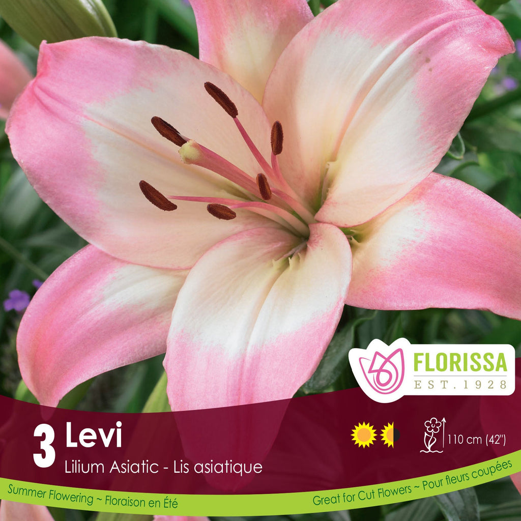 Preorder Lily ‘Levi’ Bulbs | Amsterdam Garden Centre