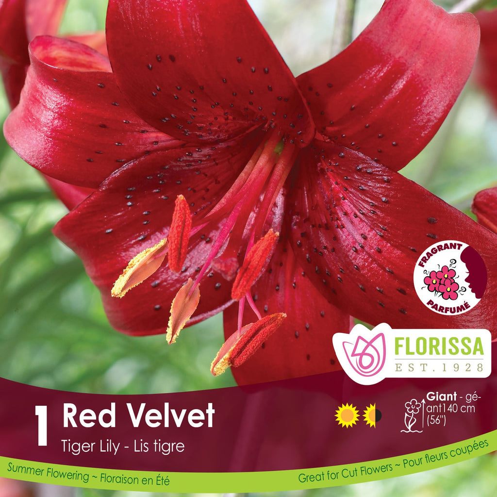 Preorder Lily 'Red Velvet' Bulbs | Amsterdam Garden Centre