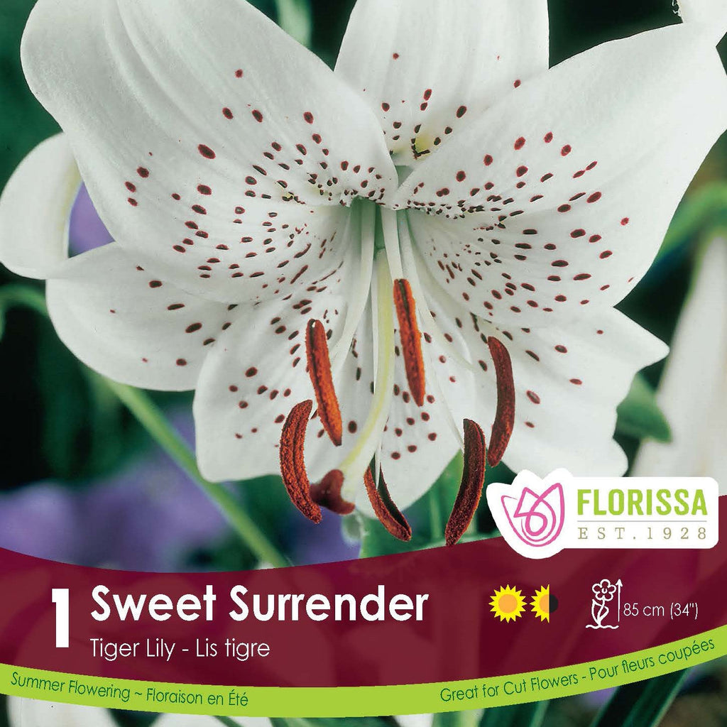 Preorder Lily 'Sweet Surrender' Bulbs | Amsterdam Garden Centre
