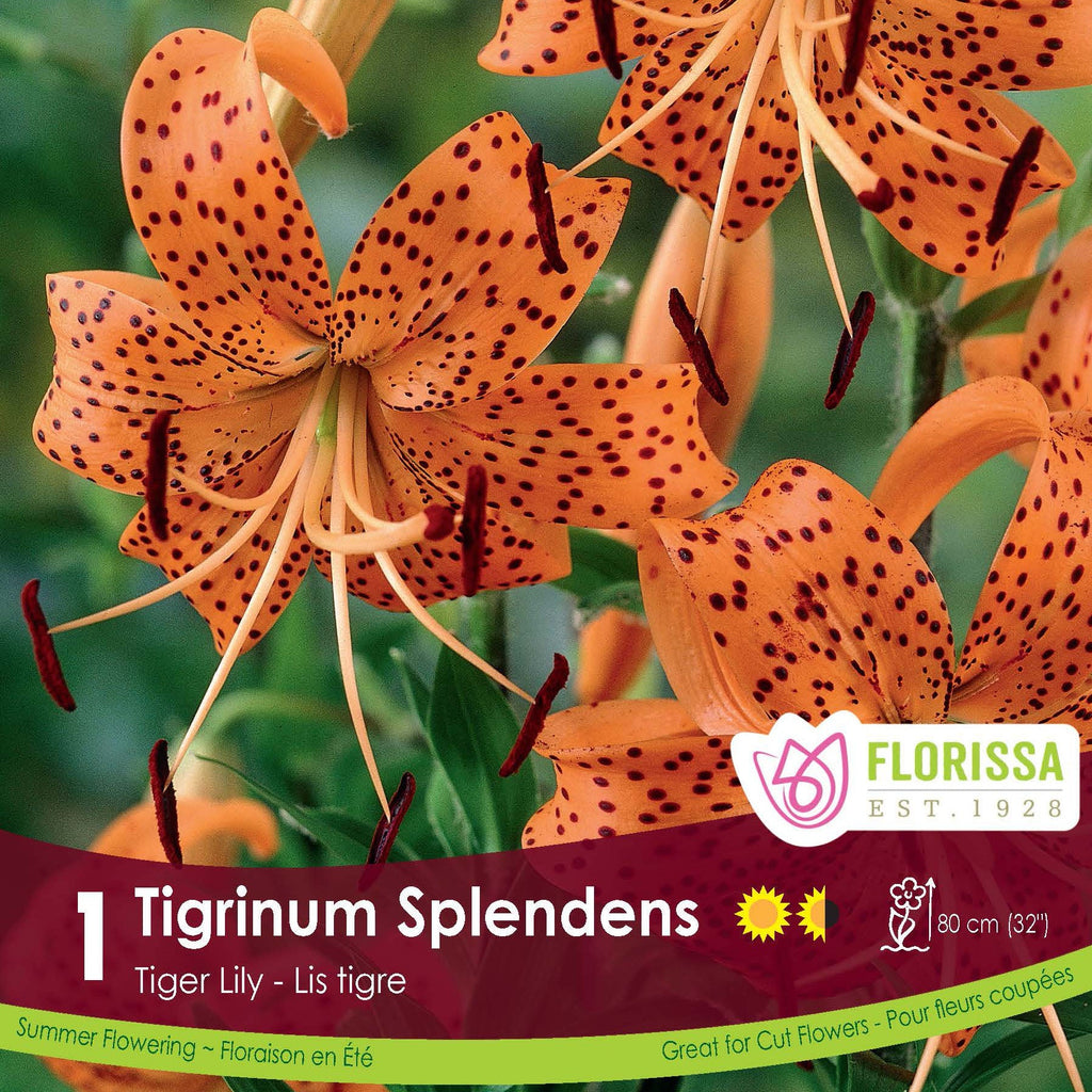 Preorder Lily 'Tigrinum Splendens' Bulbs | Amsterdam Garden Centre