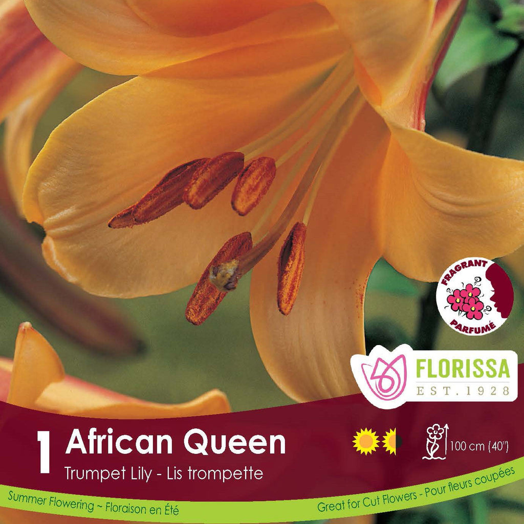 Preorder Lily 'African Queen' Bulbs | Amsterdam Garden Centre