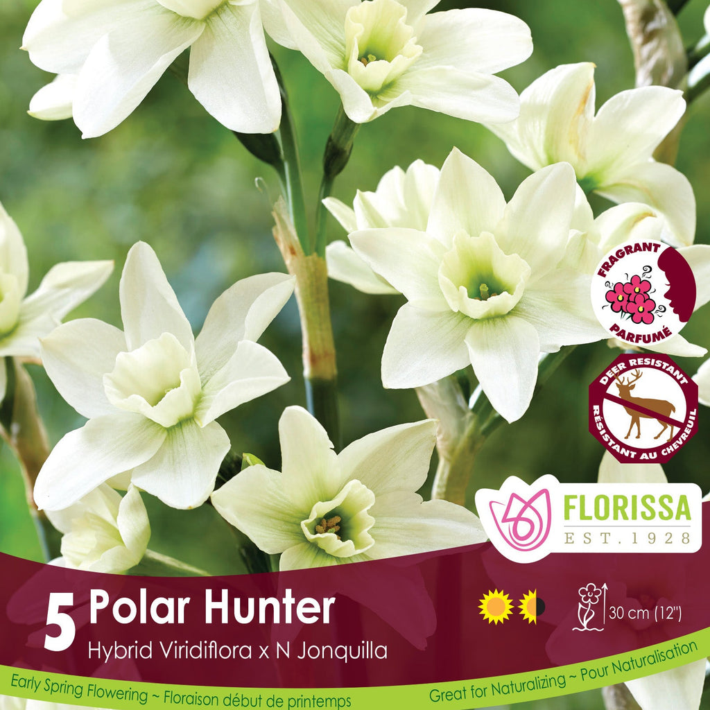 Preorder Narcissus ‘Polar Hunter’ | Amsterdam Garden Centre
