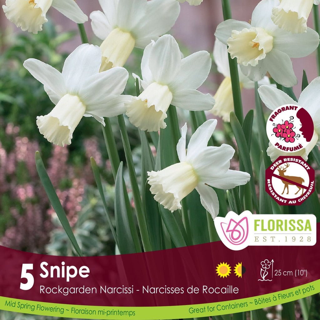 Preorder Narcissus ‘Snipe’ | Amsterdam Garden Centre
