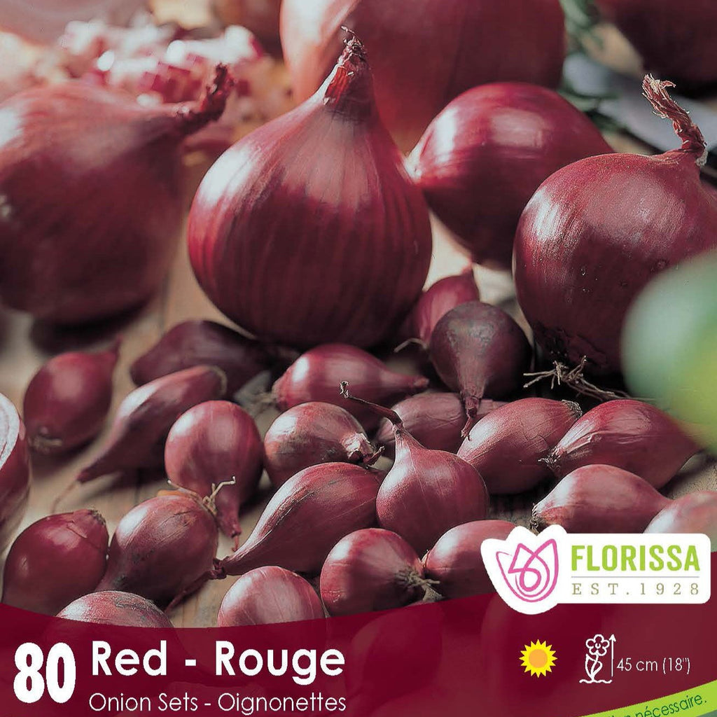 Preorder Red Onion Sets | Amsterdam Garden Centre
