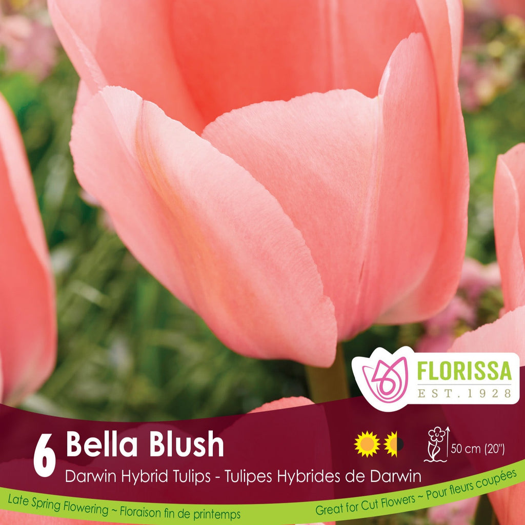 Preorder Tulip 'Bella Blush' Bulbs | Amsterdam Garden Centre