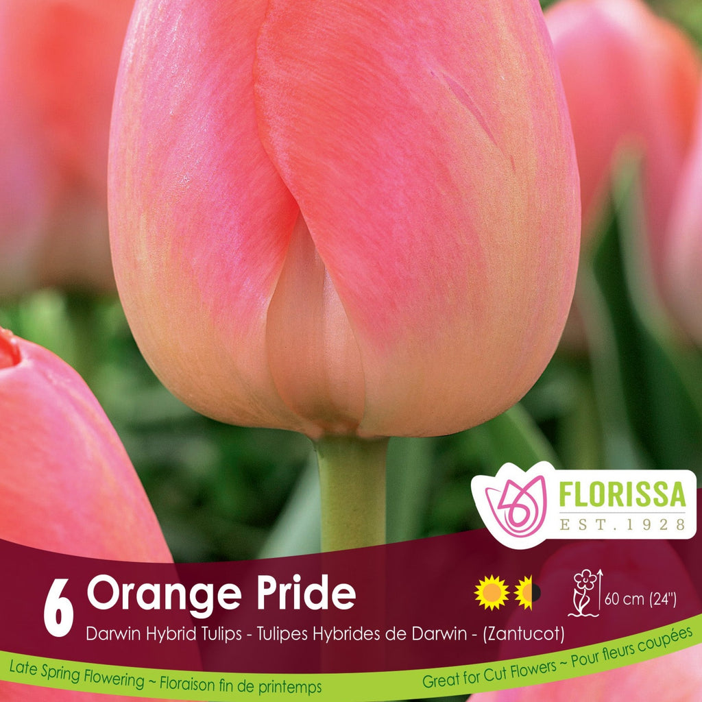 Preorder Tulip 'Orange Pride' Bulbs | Amsterdam Garden Centre