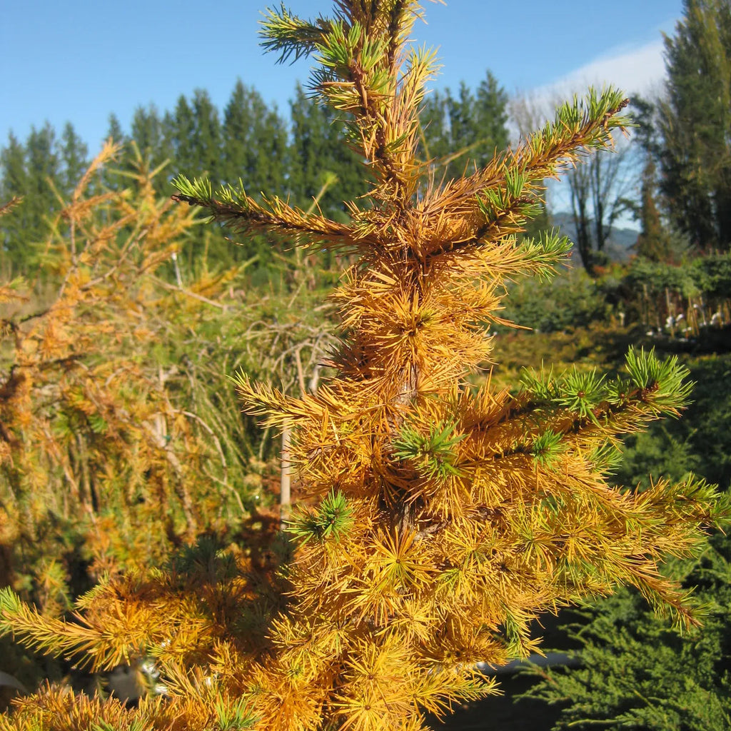 Preorder Larix kaempferi ‘Little Boogle’ | Amsterdam Garden Centre