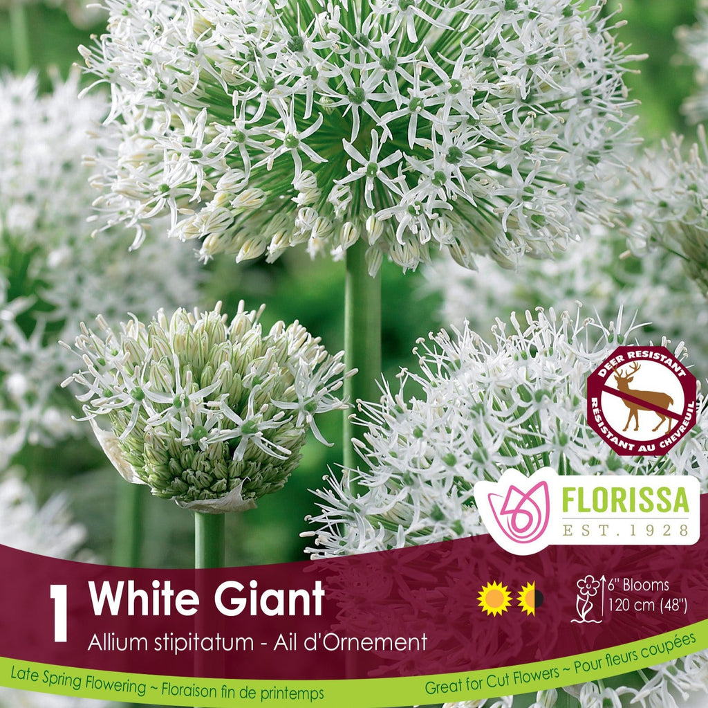 Preorder Allium ‘White Giant’ | Amsterdam Garden Centre