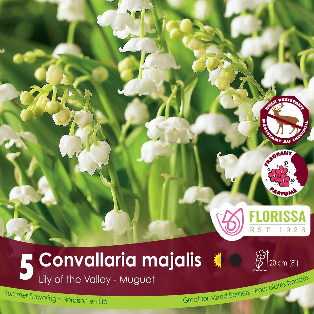 Preorder Lily of the Valley Bulbs | Amsterdam Garden Centre