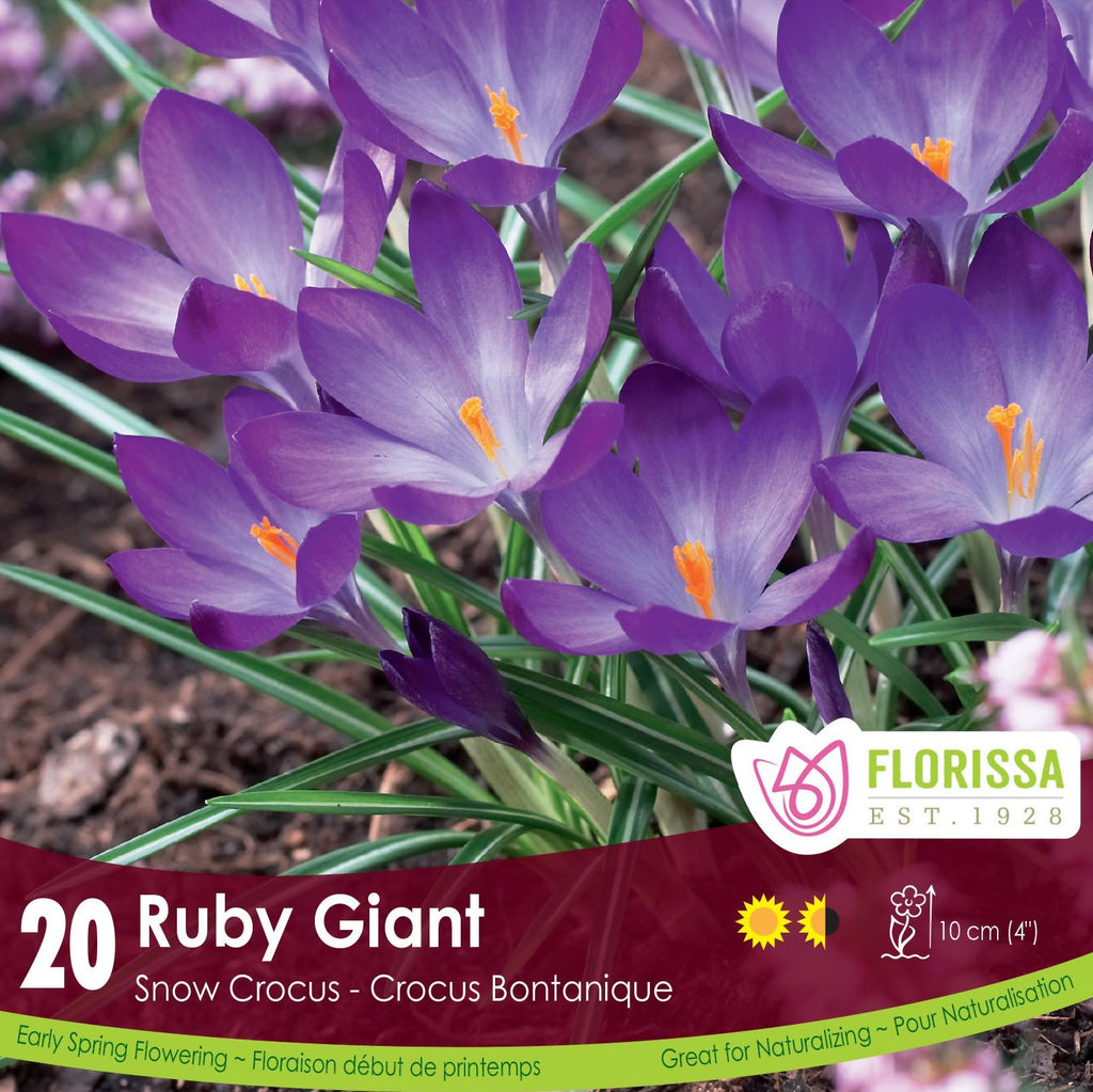 Preorder Crocus ‘Ruby Giant’ | Amsterdam Garden Centre