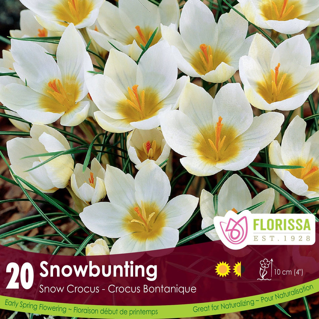 Preorder Crocus ‘Snowbunting’ | Amsterdam Garden Centre