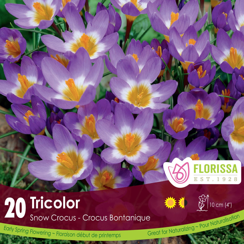 Preorder Crocus ‘Tricolor’ | Amsterdam Garden Centre