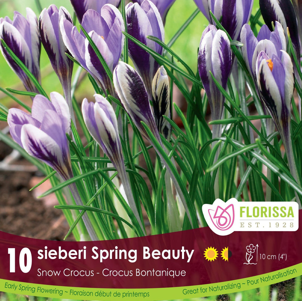 Preorder Crocus ‘Spring Beauty’ | Amsterdam Garden Centre