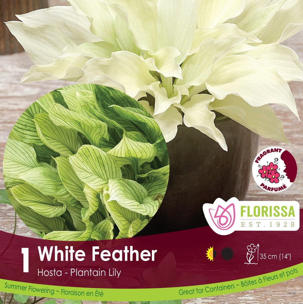 Preorder Hosta ‘White Feather’ Bulbs | Amsterdam Garden Centre