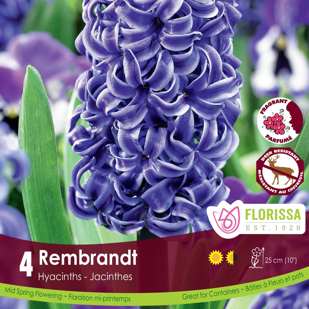 Preorder Hyacinth ‘Rembrandt’ Bulbs | Amsterdam Garden Centre