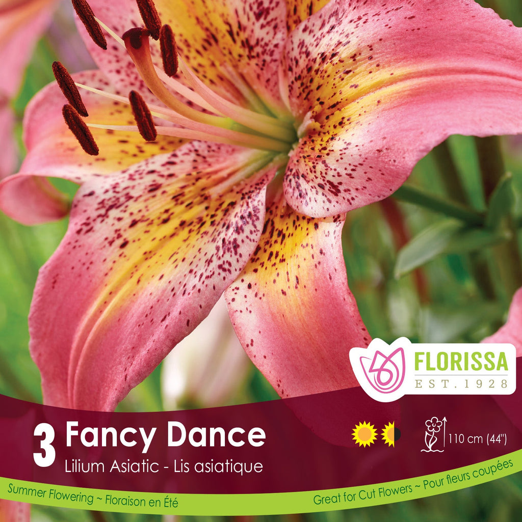 Preorder Lily ‘Fancy Dance’ Bulbs | Amsterdam Garden Centre