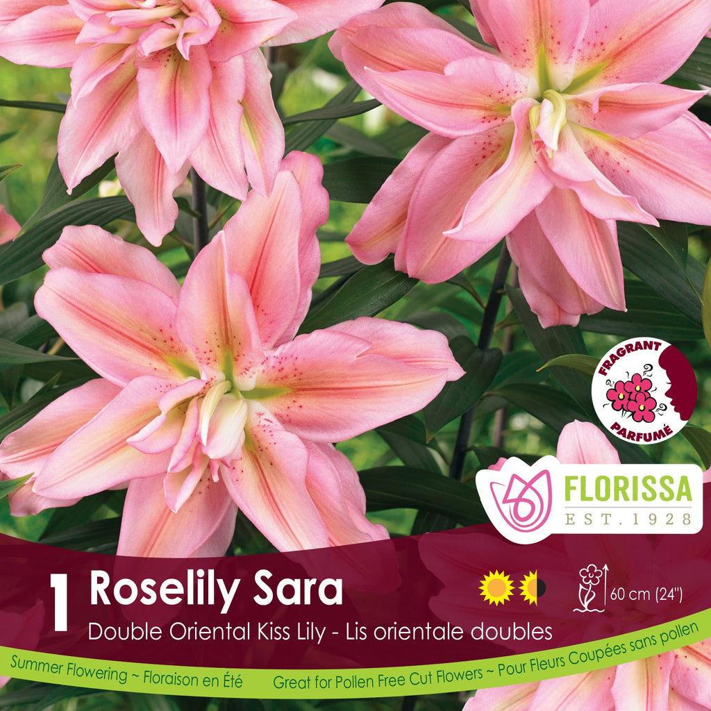 Preorder Lily ‘Roselily Sara’ Bulbs | Amsterdam Garden Centre