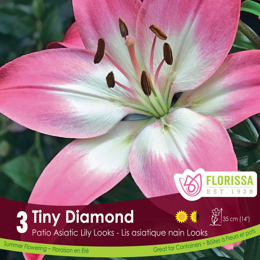 Preorder Lily ‘Tiny Diamond’ Bulbs | Amsterdam Garden Centre