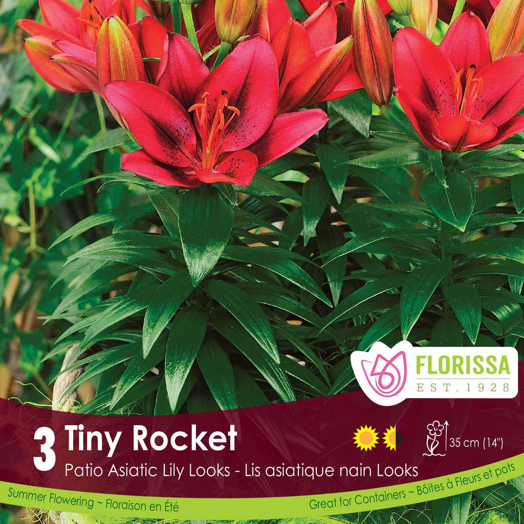 Preorder Lily ‘Tiny Rocket’ Bulbs | Amsterdam Garden Centre