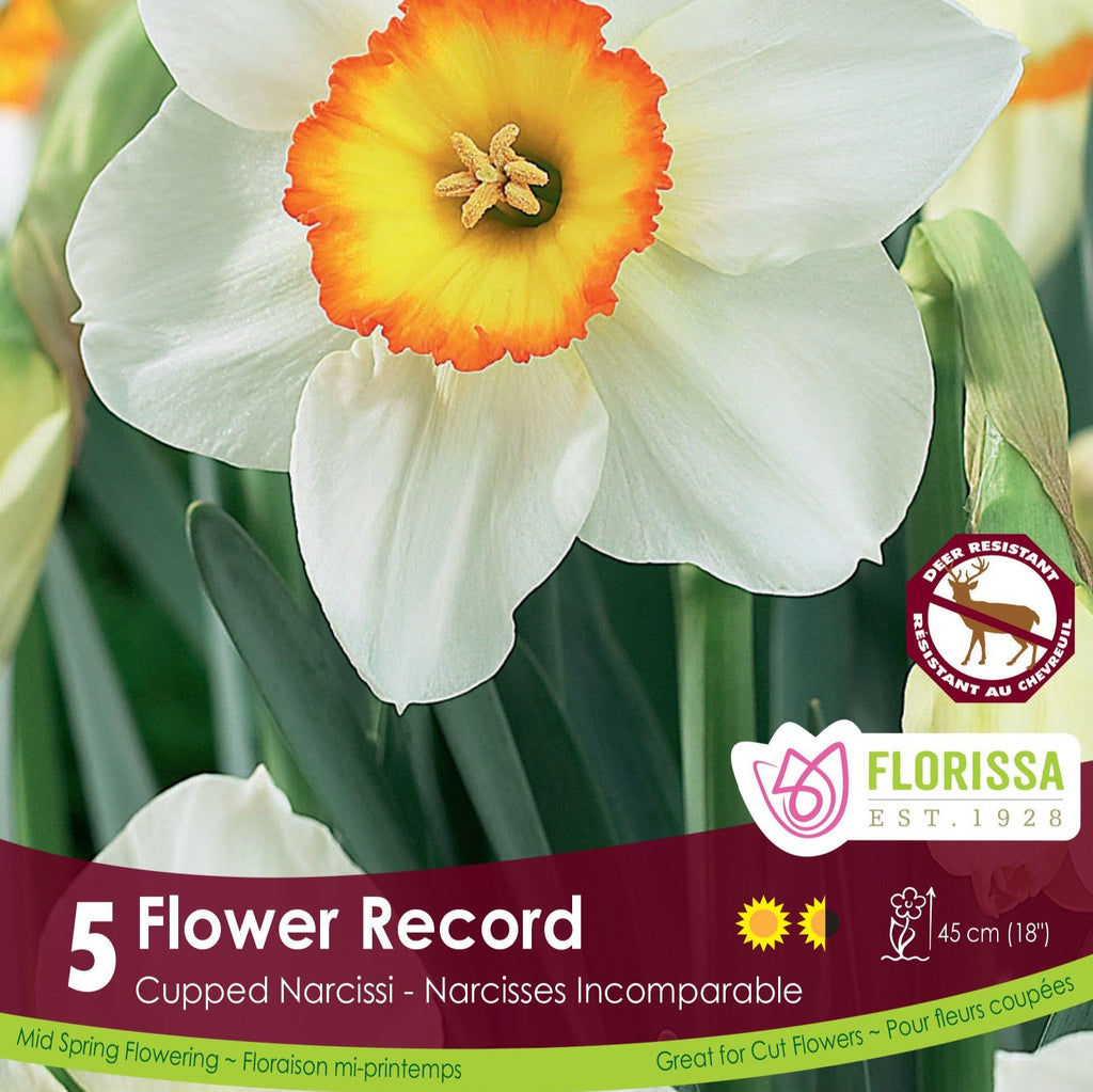 Preorder Narcissus ‘Flower Record’ | Amsterdam Garden Centre