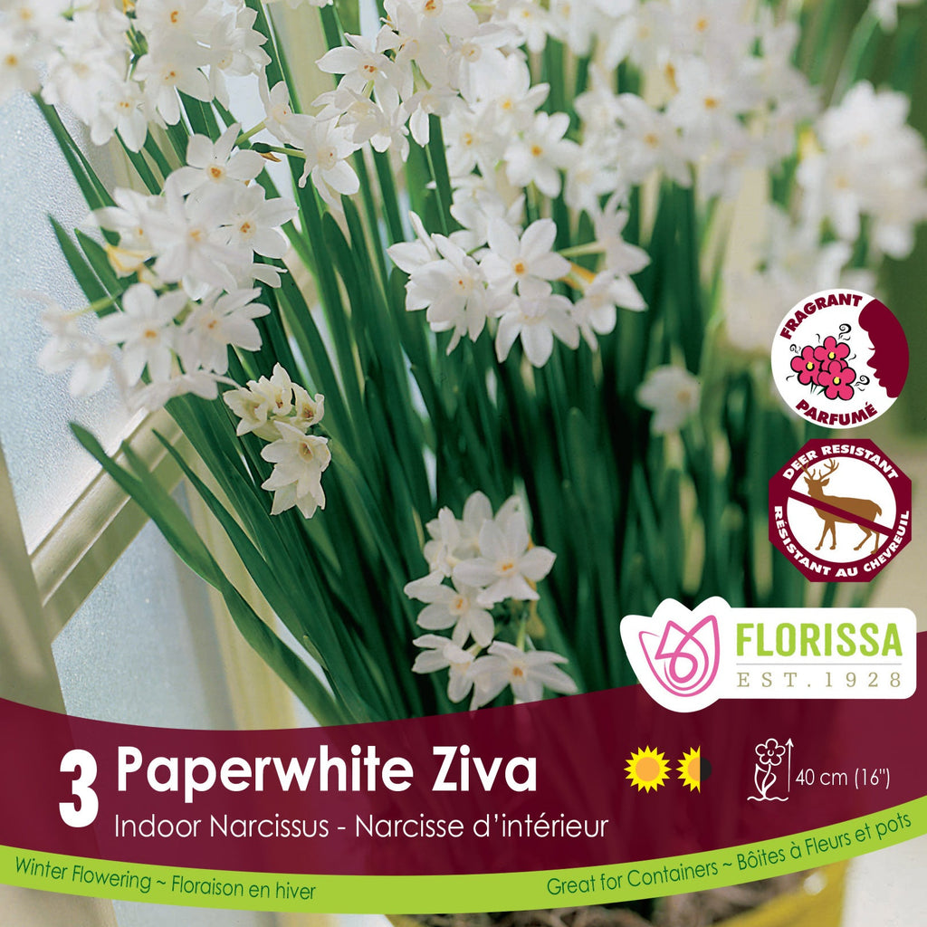 Preorder Paperwhite ‘Ziva’ Bulbs | Amsterdam Garden Centre