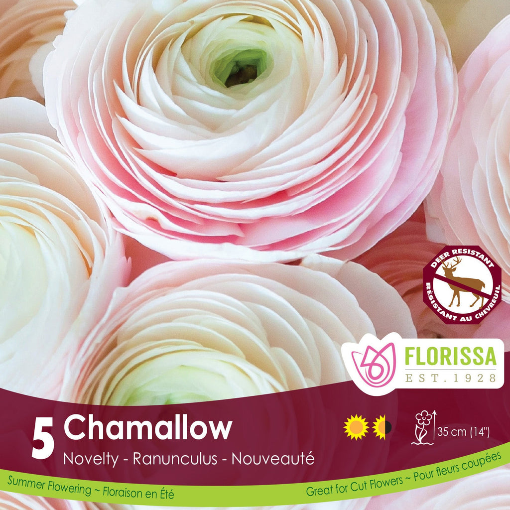 Preorder Ranunculus Amandine ‘Chamallow’ | Amsterdam Garden Centre