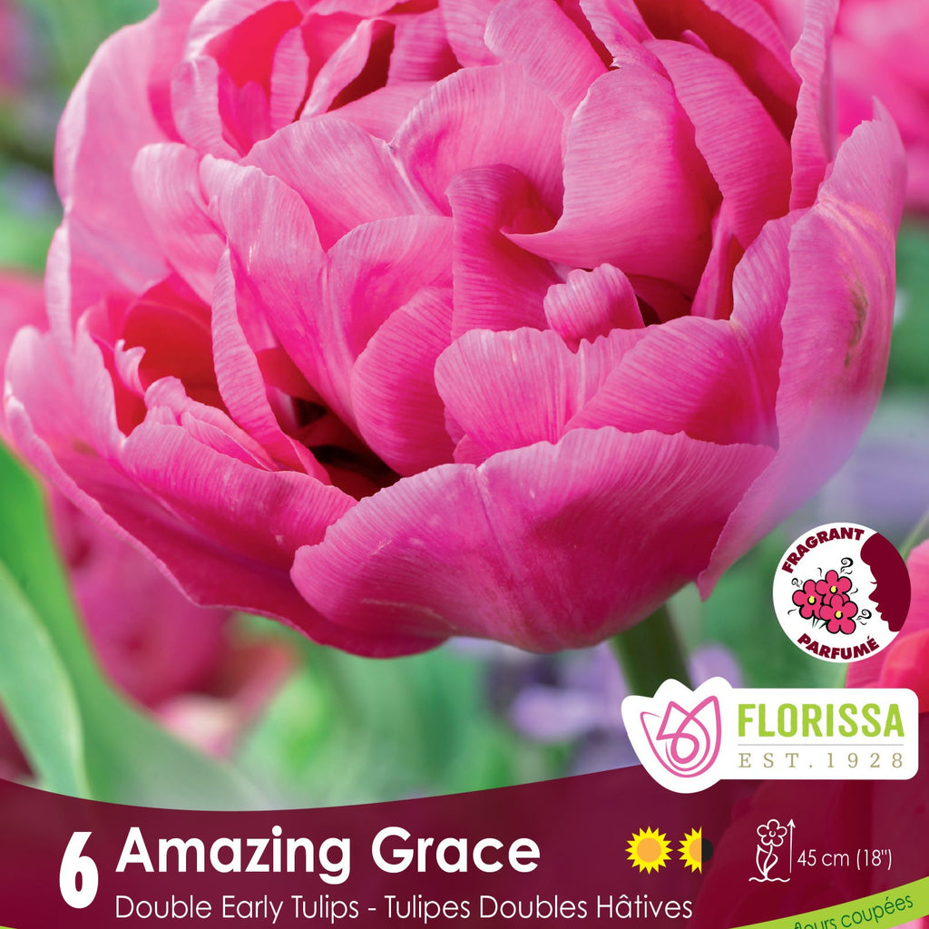 Preorder Tulip 'Amazing Grace' Bulbs | Amsterdam Garden Centre