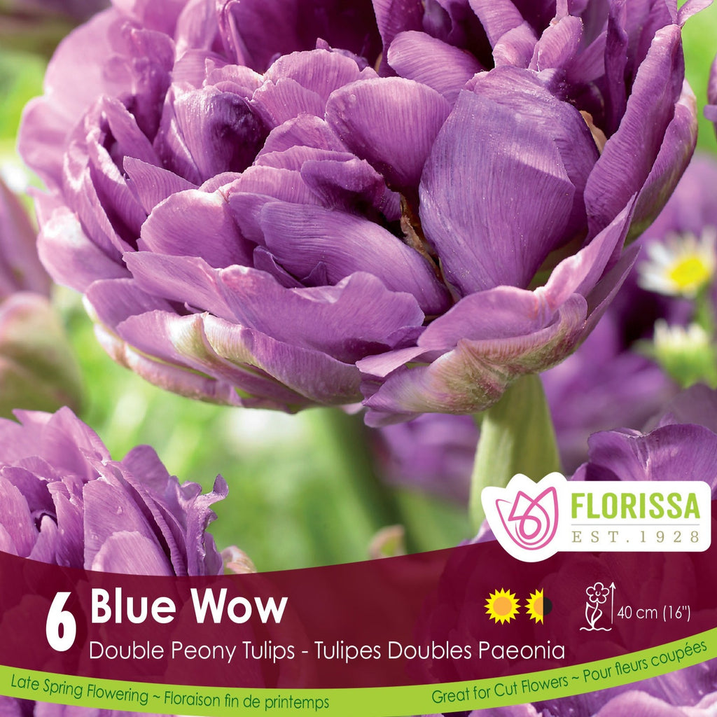Preorder Tulip 'Blue Wow' Bulbs | Amsterdam Garden Centre