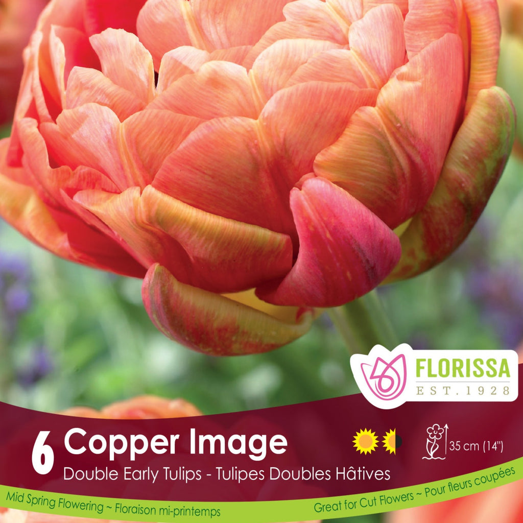 Preorder Tulip 'Copper Image' Bulbs | Amsterdam Garden Centre