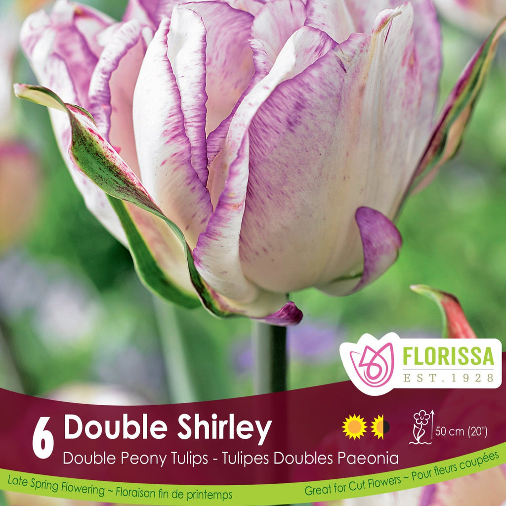 Preorder Tulip 'Double Shirley' Bulbs | Amsterdam Garden Centre