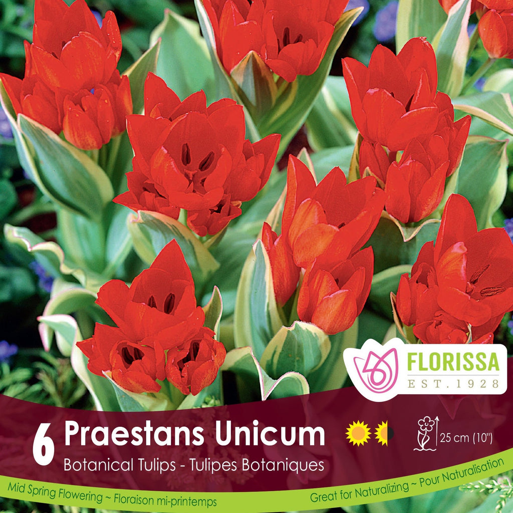 Preorder Tulip 'Praestans Unicum' Bulbs | Amsterdam Garden Centre