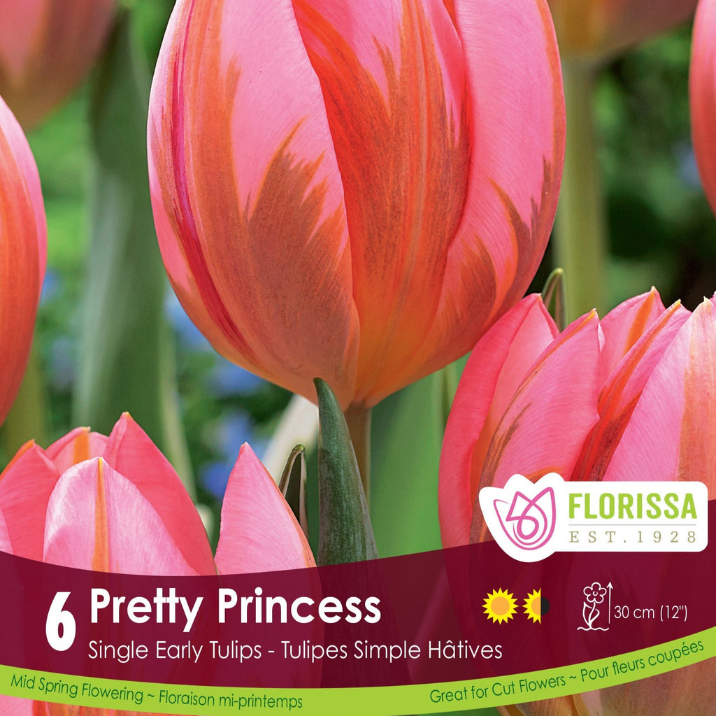 Preorder Tulip 'Pretty Princess' Bulbs | Amsterdam Garden Centre