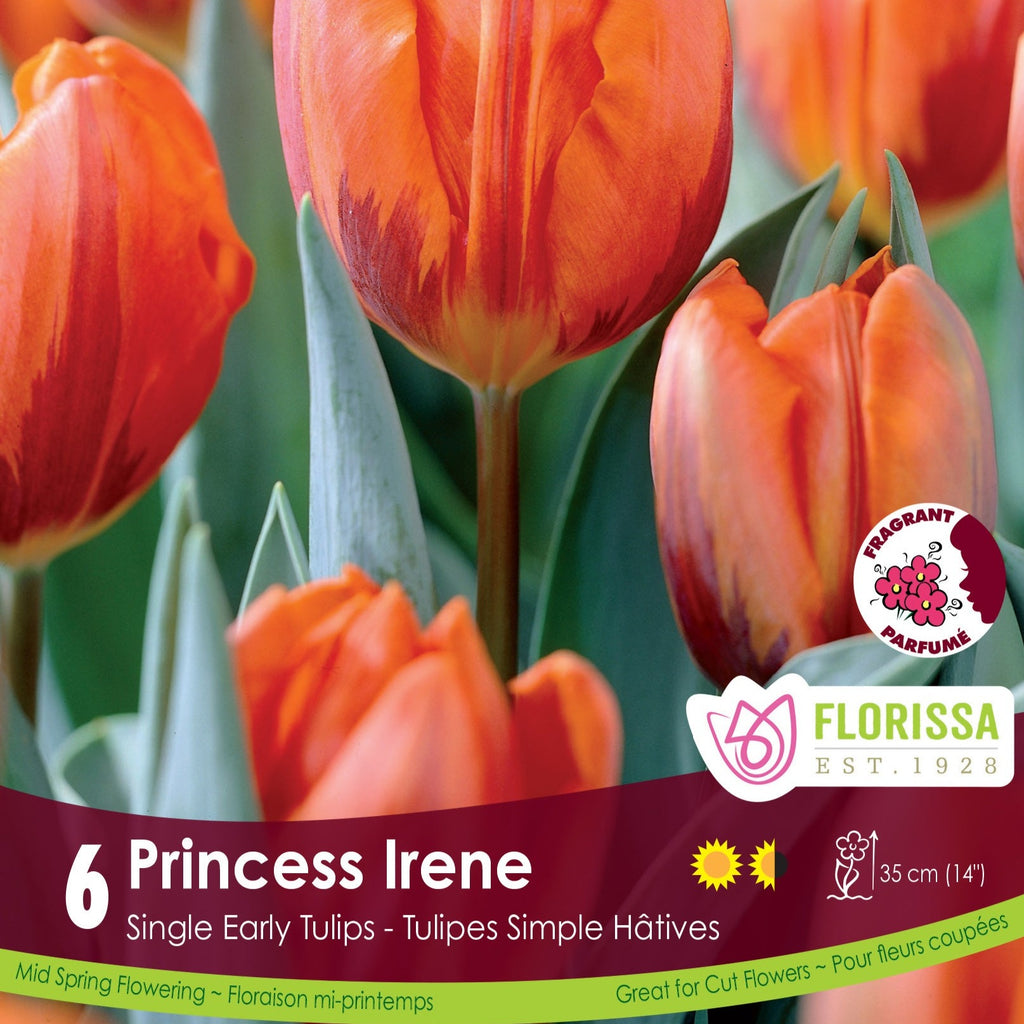 Preorder Tulip 'Pretty Princess' Bulbs | Amsterdam Garden Centre
