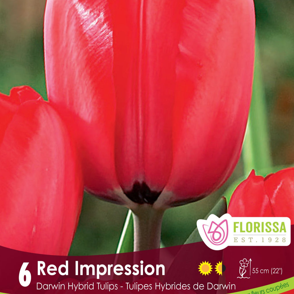 Preorder Tulip 'Red Impression' Bulbs | Amsterdam Garden Centre