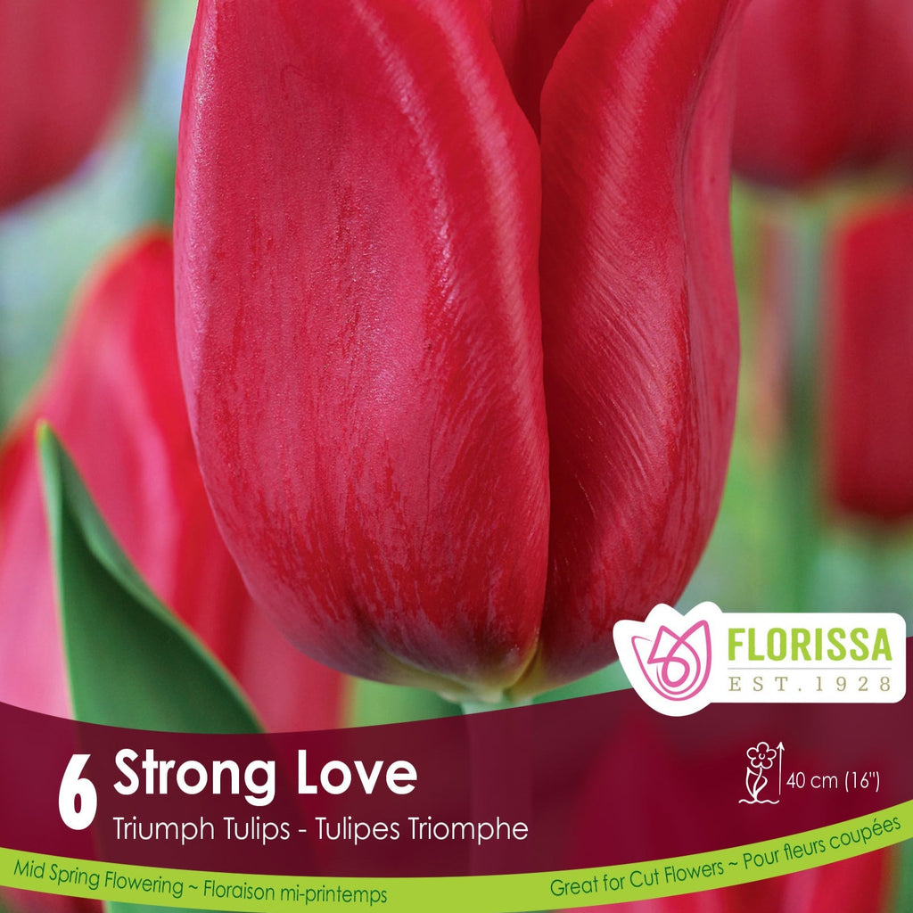 Preorder Tulip 'Strong Love' Bulbs | Amsterdam Garden Centre
