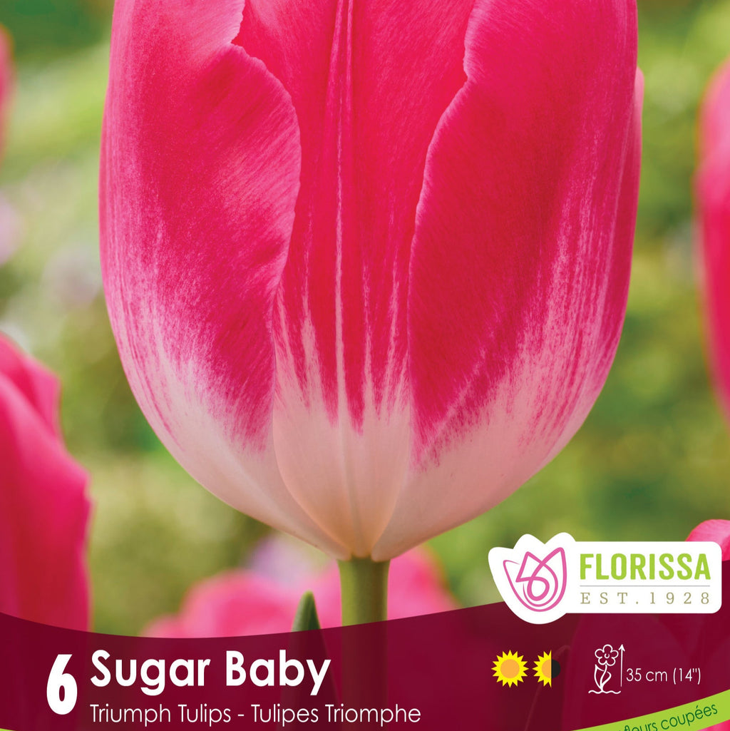 Preorder Tulip 'Sugar Baby' Bulbs | Amsterdam Garden Centre